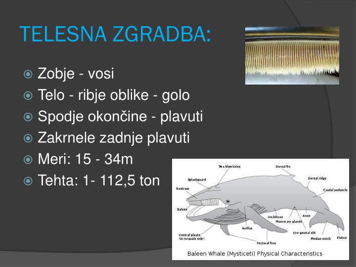 PPT - Kit ( catecea ) PowerPoint Presentation - ID:3902581