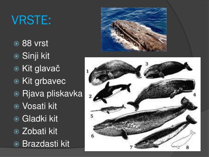 PPT - Kit ( catecea ) PowerPoint Presentation - ID:3902581