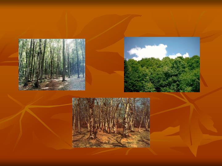 PPT - Padurile de foioase PowerPoint Presentation - ID:3903395
