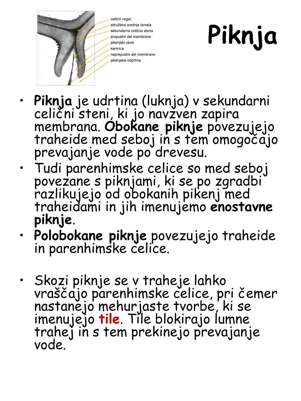 PPT - LES JE VODOVODNI SISTEM PowerPoint Presentation, free download ...