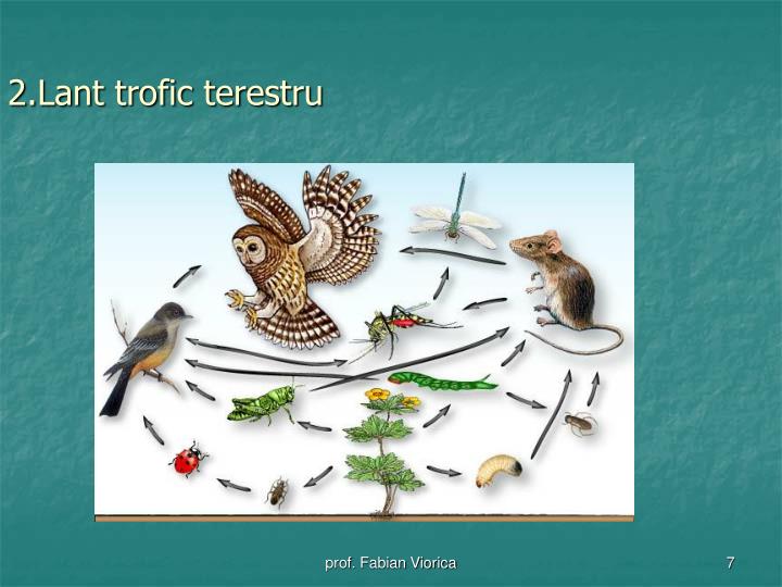 PPT - Relatii trofice in ecosisteme PowerPoint Presentation - ID:3903626