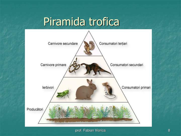 PPT - Relatii trofice in ecosisteme PowerPoint Presentation - ID:3903626