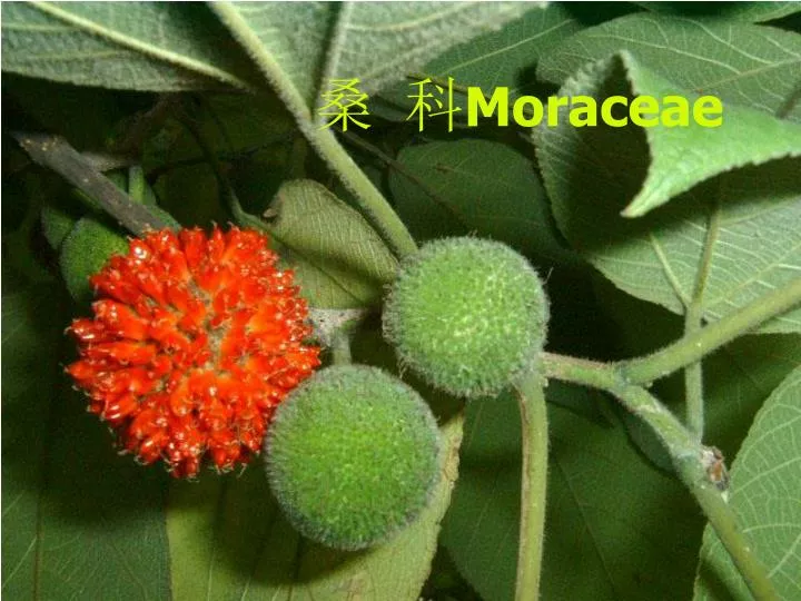 PPT - 桑 科 Moraceae PowerPoint Presentation, free download - ID:3903984