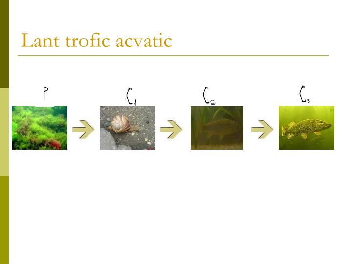 PPT - Relatii trofice in ecosistem e PowerPoint Presentation - ID:3904267