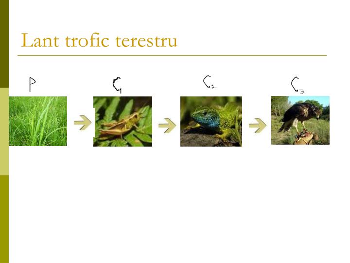 PPT - Relatii trofice in ecosistem e PowerPoint Presentation - ID:3904267