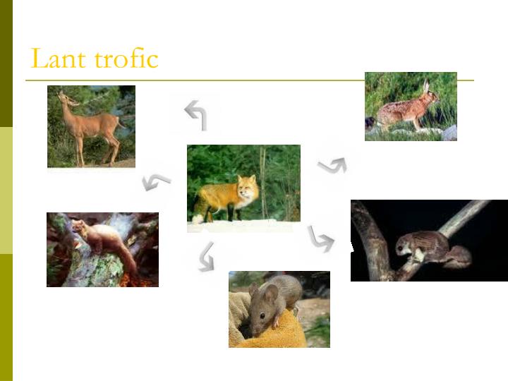 PPT - Relatii trofice in ecosistem e PowerPoint Presentation - ID:3904267