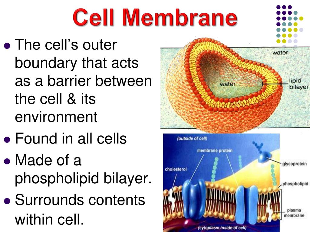 PPT - Understanding Cell Biology: Prokaryotic and Eukaryotic Cells ...