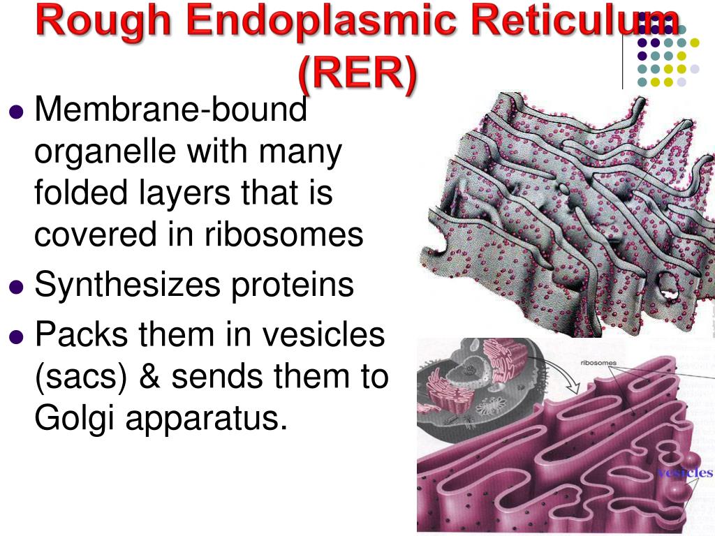 PPT - Understanding Cell Biology: Prokaryotic and Eukaryotic Cells ...
