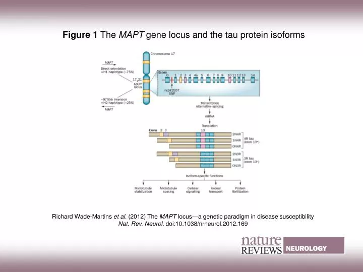 PPT - Figure 1 The MAPT gene locus and the tau protein isoforms ...