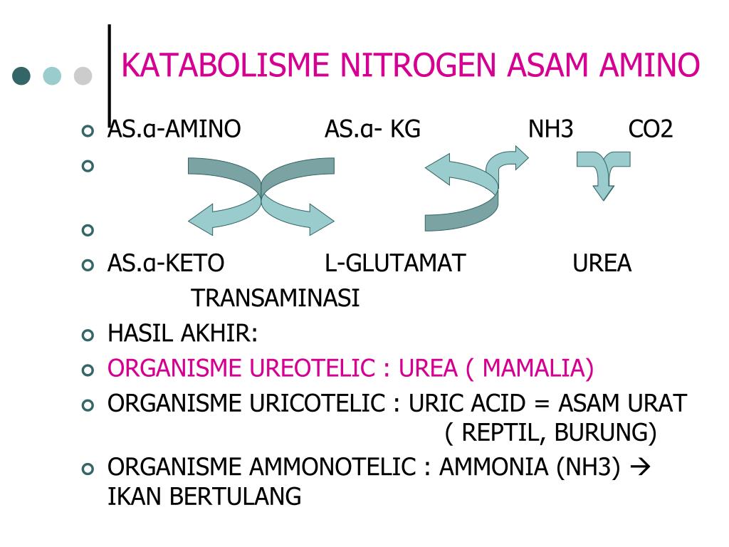 PPT - METABOLISME PROTEIN DAN ASAM AMINO PowerPoint Presentation, free ...