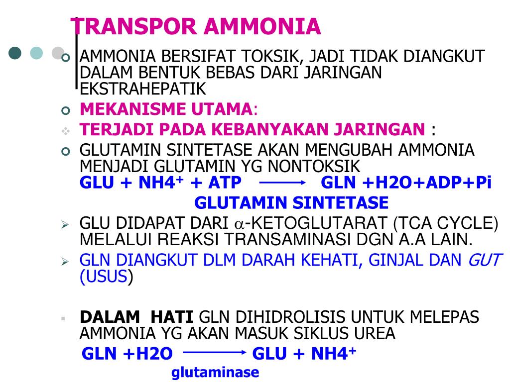 PPT - METABOLISME PROTEIN DAN ASAM AMINO PowerPoint Presentation, free ...