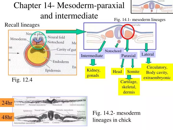 PPT - Chapter 14- Mesoderm-paraxial and intermediate PowerPoint ...