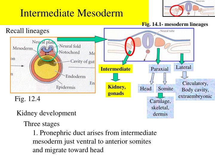 PPT - Chapter 14- Mesoderm-paraxial and intermediate PowerPoint ...