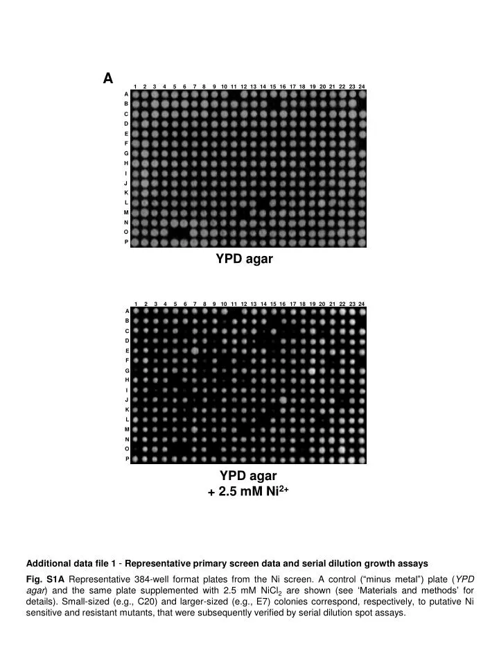 PPT - YPD agar PowerPoint Presentation, free download - ID:3907189