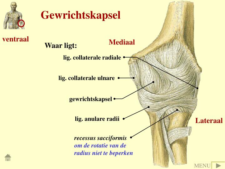 PPT - DE ELLEBOOG PowerPoint Presentation - ID:3907629