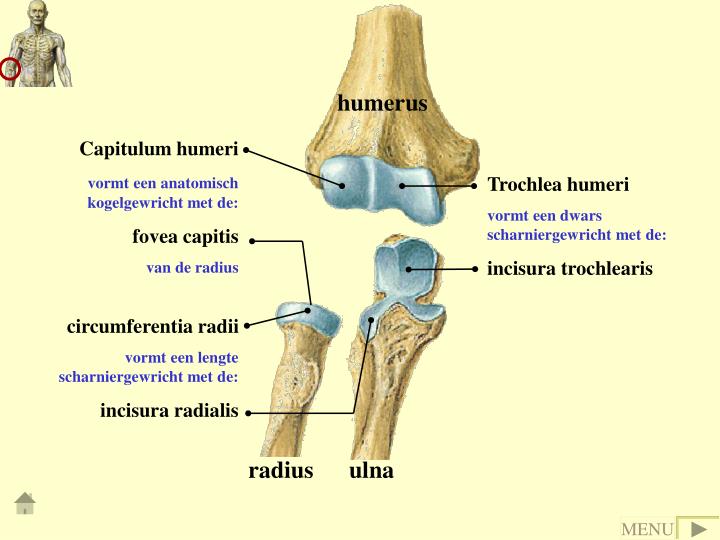 PPT - DE ELLEBOOG PowerPoint Presentation - ID:3907629