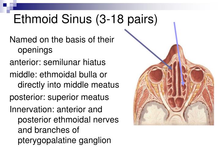 PPT - Nasal Cavity and Pterygopalatine Fossa PowerPoint Presentation ...