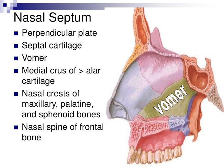 PPT - Nasal Cavity and Pterygopalatine Fossa PowerPoint Presentation ...