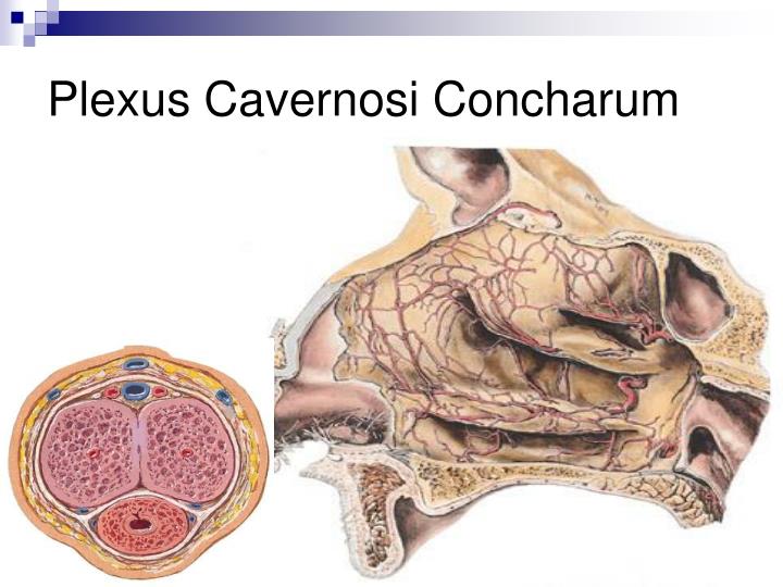 PPT - Nasal Cavity and Pterygopalatine Fossa PowerPoint Presentation ...