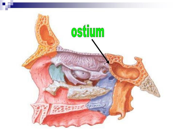 PPT - Nasal Cavity and Pterygopalatine Fossa PowerPoint Presentation ...