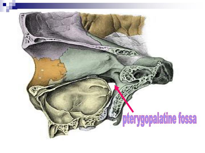 PPT - Nasal Cavity and Pterygopalatine Fossa PowerPoint Presentation ...