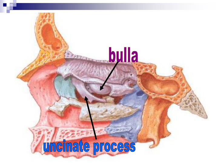 PPT - Nasal Cavity and Pterygopalatine Fossa PowerPoint Presentation ...