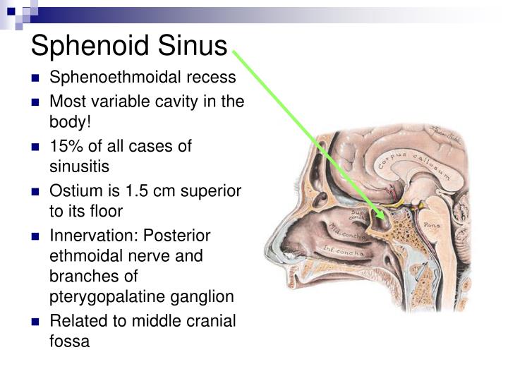 PPT - Nasal Cavity and Pterygopalatine Fossa PowerPoint Presentation ...