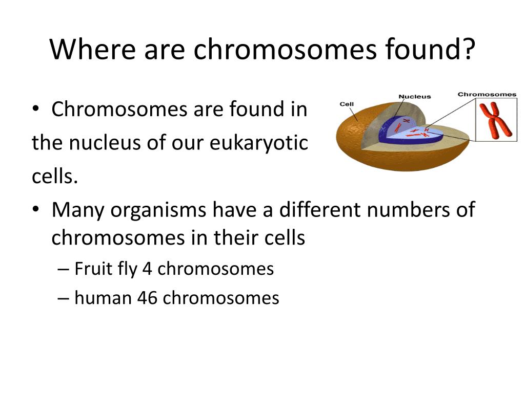 PPT - TYPES OF REPRODUCTION AND MEIOSIS PowerPoint Presentation, free ...