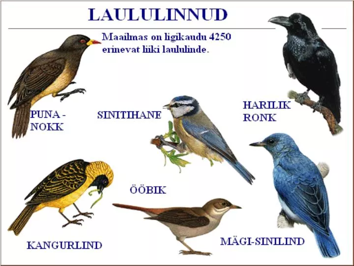 PPT - EESTI LINNUD PowerPoint Presentation - ID:3912450