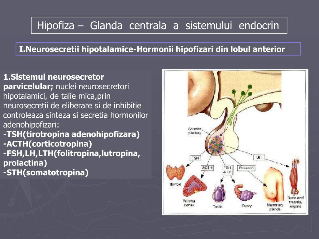 PPT - GLANDELE ENDOCRINE SI RELATIILE LOR CU SISTEMUL NERVOS PowerPoint ...