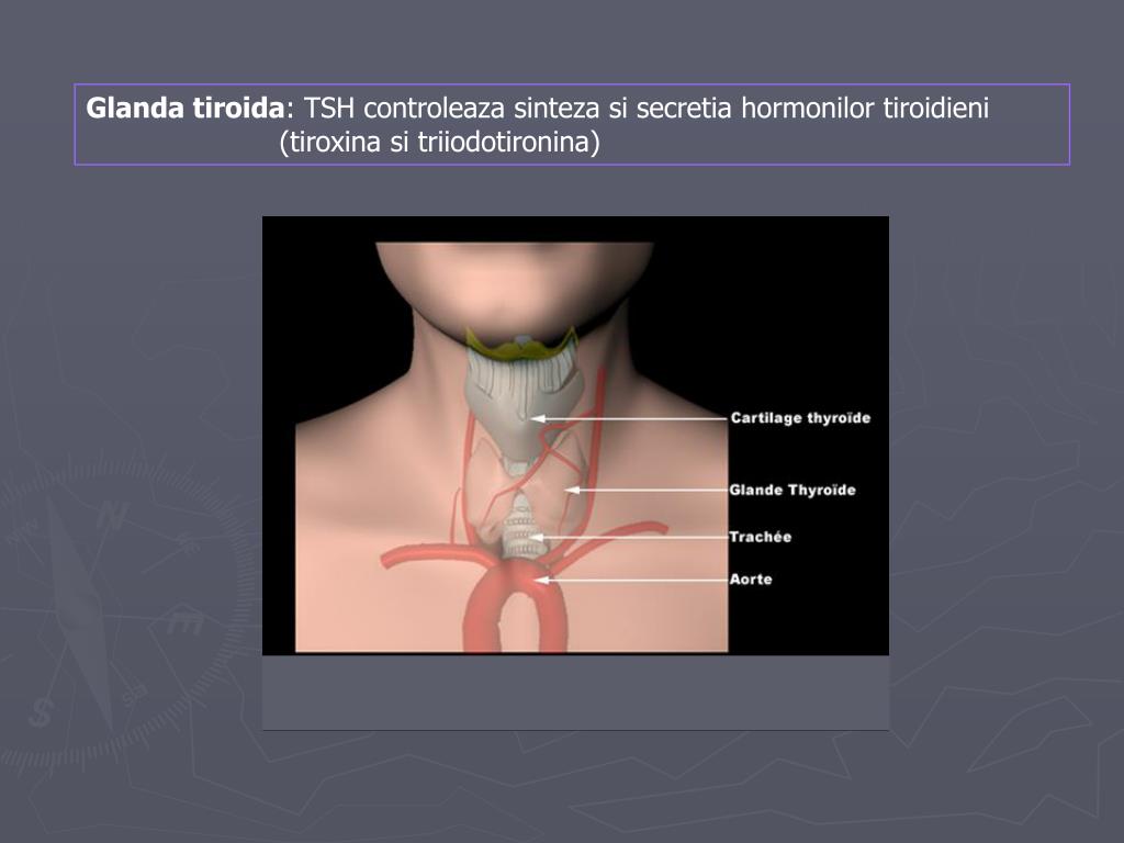 PPT - GLANDELE ENDOCRINE SI RELATIILE LOR CU SISTEMUL NERVOS PowerPoint ...