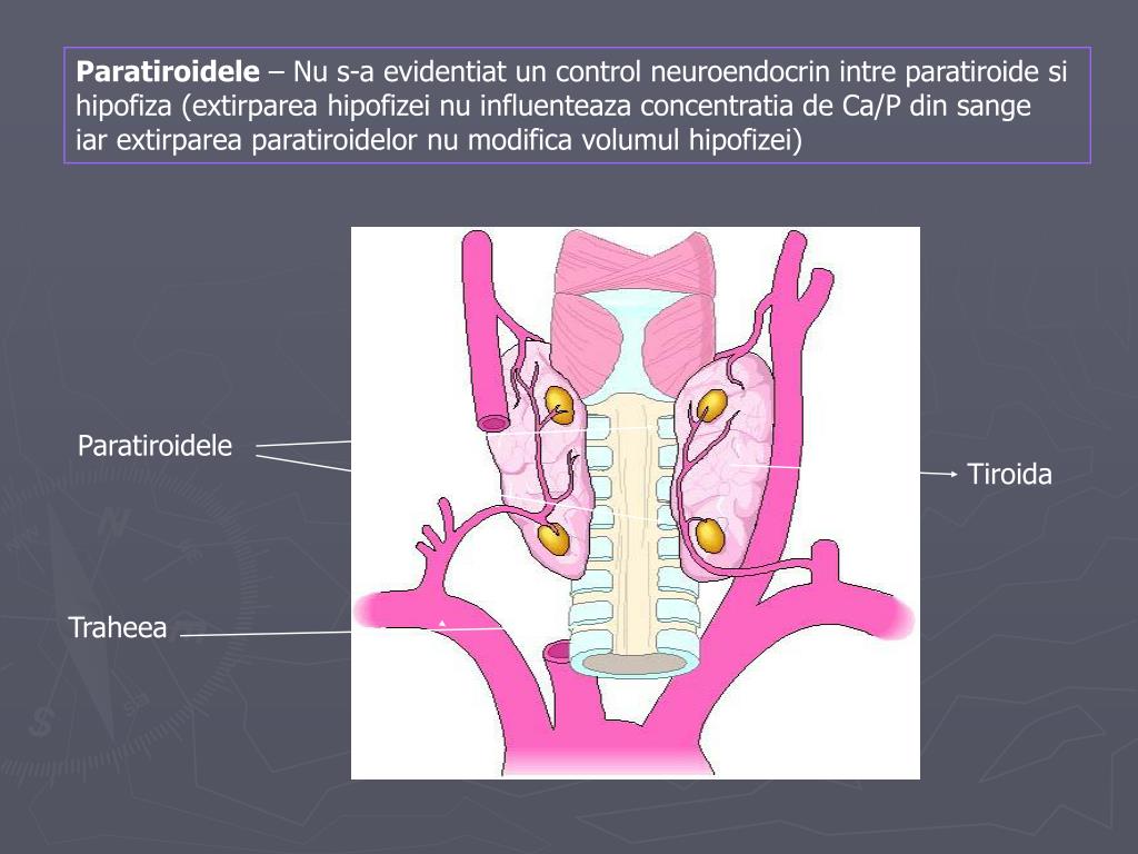 PPT - GLANDELE ENDOCRINE SI RELATIILE LOR CU SISTEMUL NERVOS PowerPoint ...