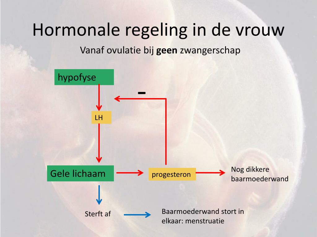 Ppt Voortplanting En Ontwikkeling Powerpoint Presentation Free