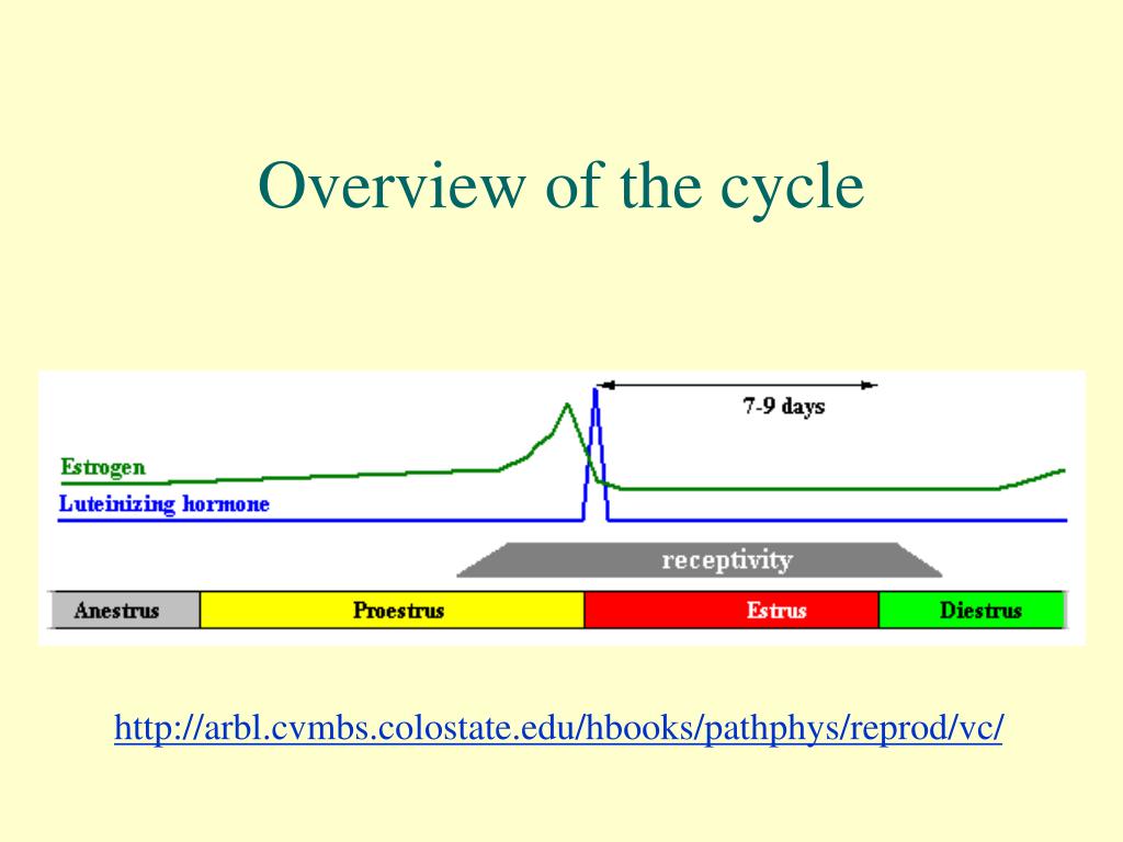 PPT - Female Reproduction: Cyclicity and Pregnancy PowerPoint ...