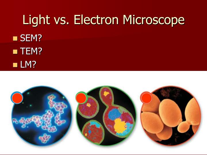 PPT - Solar-powered sea slug harnesses stolen plant genes PowerPoint ...