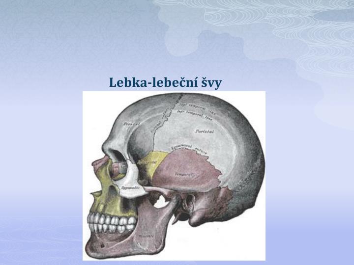 PPT - Kostra člověka PowerPoint Presentation - ID:3919316