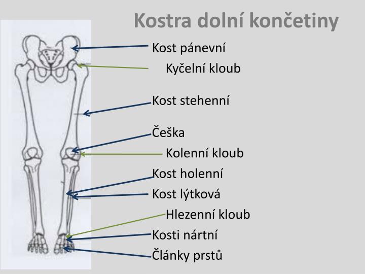PPT - Kostra = opěrná soustava (Výklad učiva) Počet hodin: 1 5. ročník ...