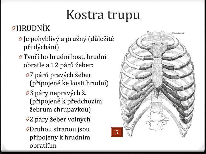 PPT - KOSTERNÍ SOUSTAVA ČLOVĚKA PowerPoint Presentation - ID:3919386