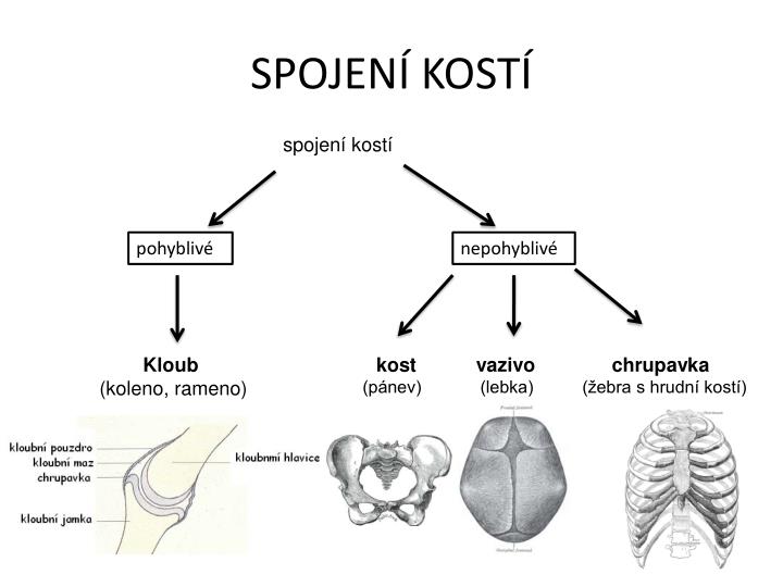 PPT - VY_52_INOVACE_01_03 Základní vzdělávání - Člověk a příroda ...