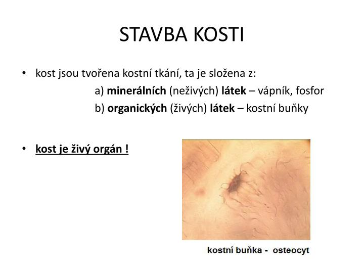 PPT - VY_52_INOVACE_01_03 Základní vzdělávání - Člověk a příroda ...