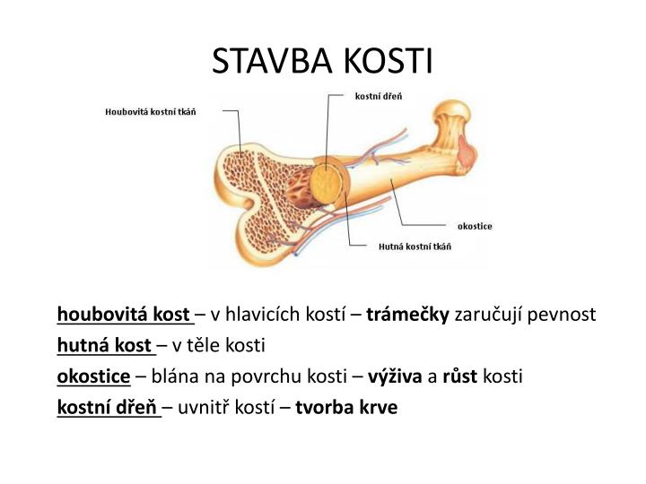 PPT - VY_52_INOVACE_01_03 Základní vzdělávání - Člověk a příroda ...