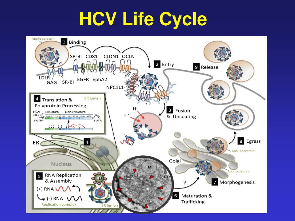 PPT - Susan L. Uprichard, PhD Director of Hepatology Research Loyola ...