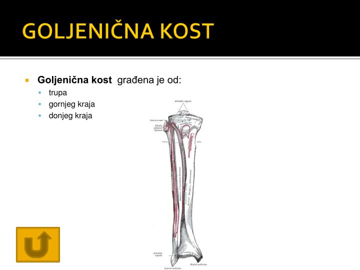 PPT - Kosti BIOLOGIJA 8 PowerPoint Presentation - ID:3919862