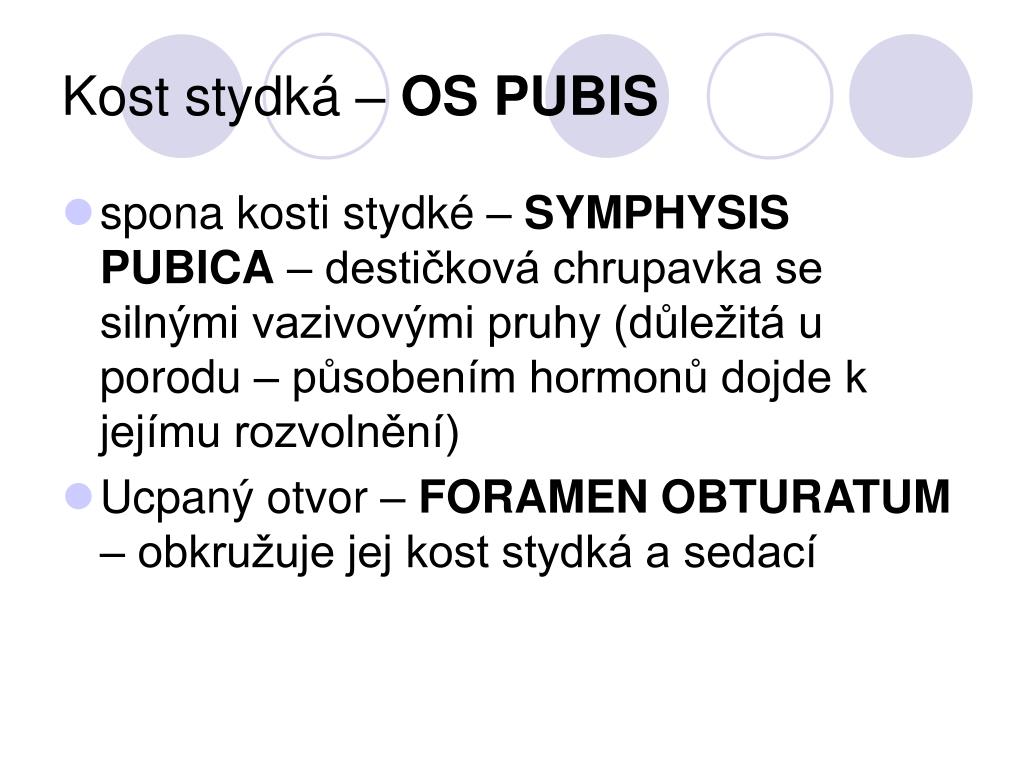 PPT - Kosti pánevního pletence a pánve. Roviny a směry pánevní. Kosti ...