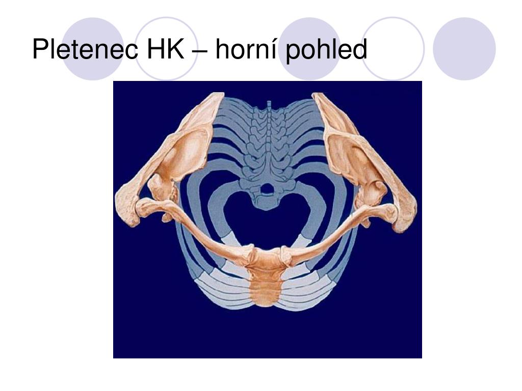 PPT - Kosti pánevního pletence a pánve. Roviny a směry pánevní. Kosti ...