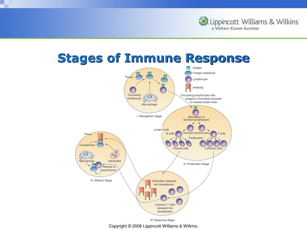 Ppt Chapter 50 Assessment Of Immune Function Powerpoint Presentation Id3920181