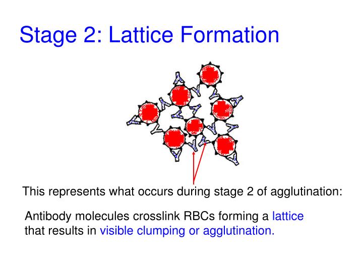 PPT - Sensitization and Agglutination PowerPoint Presentation - ID:3923883