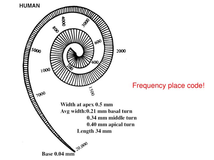 PPT - Why have a coiled cochlea? PowerPoint Presentation - ID:3923913