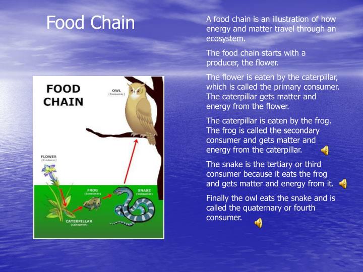 PPT - Energy Flow: Through Food Chains and Food Webs PowerPoint ...