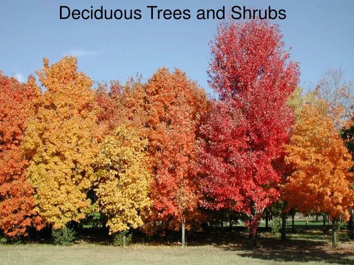 PPT - Deciduous Trees and Shrubs PowerPoint Presentation, free download ...
